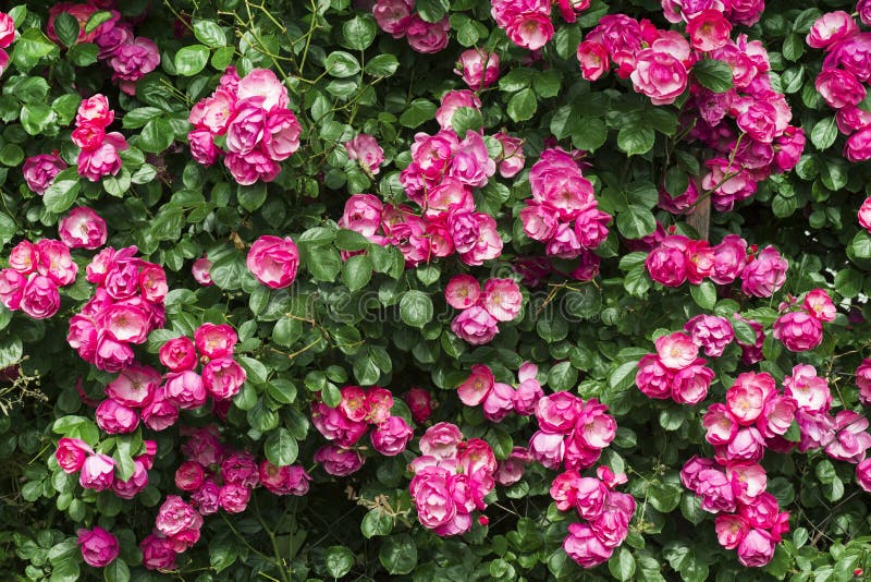 Pink rose bush stock photo. Image of natural, green - 184112962