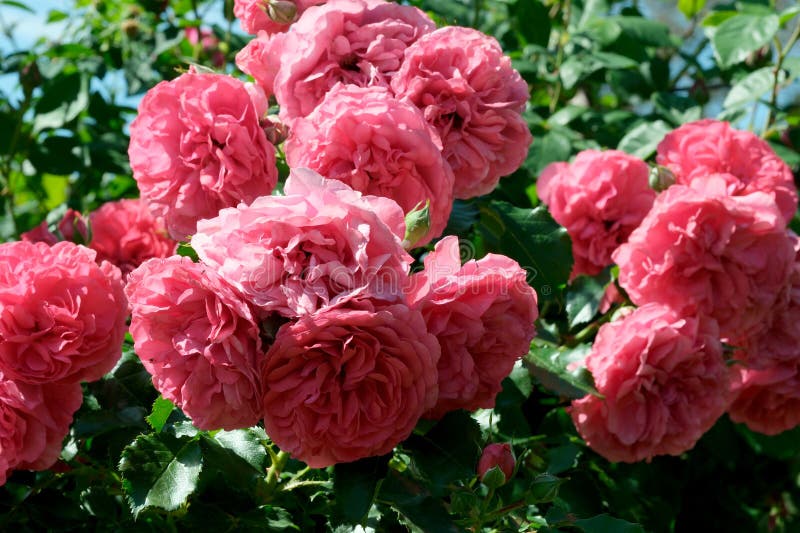 Pink rose bush in bloom stock image. Image of bush, vibrant - 320674497