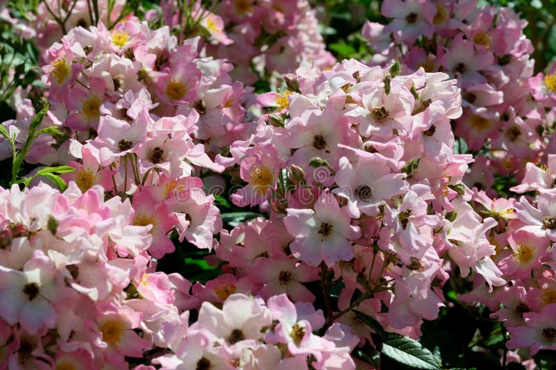 Pink rose bush in bloom stock image. Image of petals - 320674449