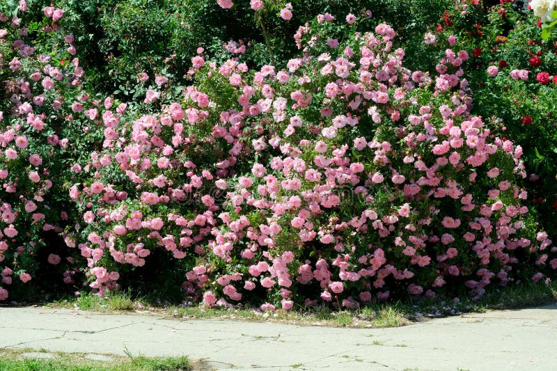 Pink rose bush in bloom stock image. Image of roses - 320674581