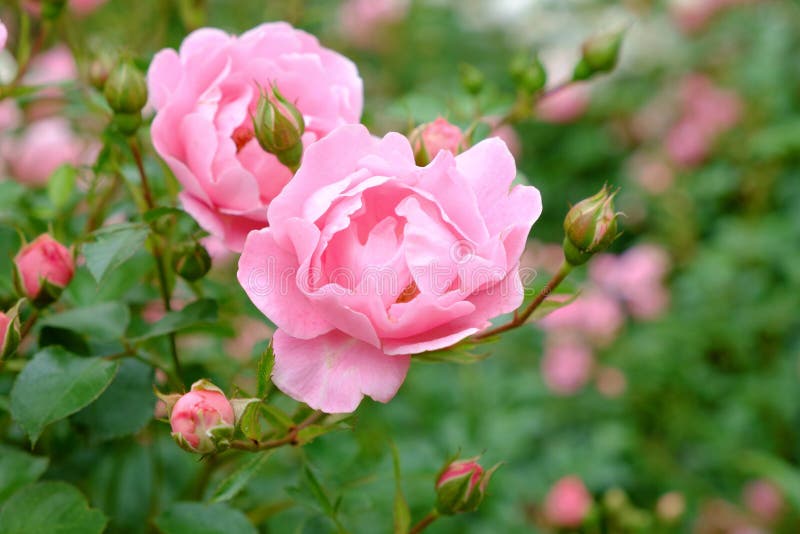 Pink rose bush stock photo. Image of flower, bush, gardening - 81787506
