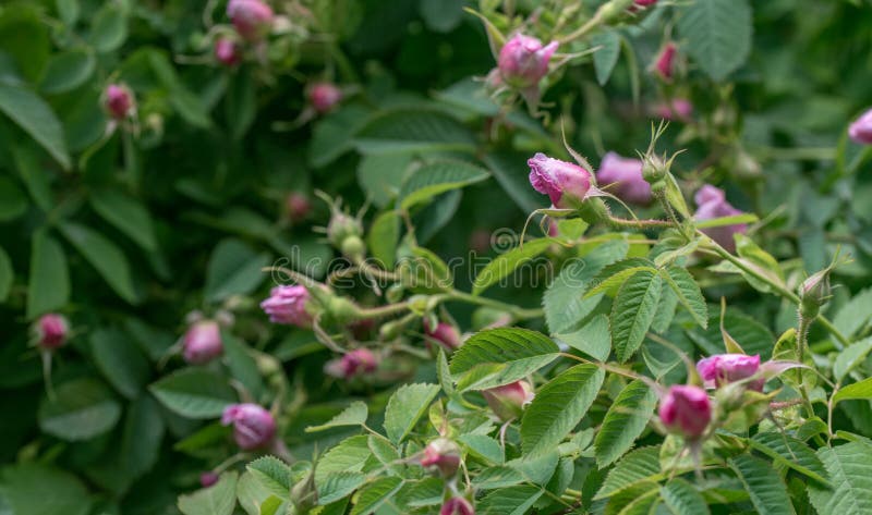 Rose Flowers Growing stock photo. Image of closeup, petals - 140263046