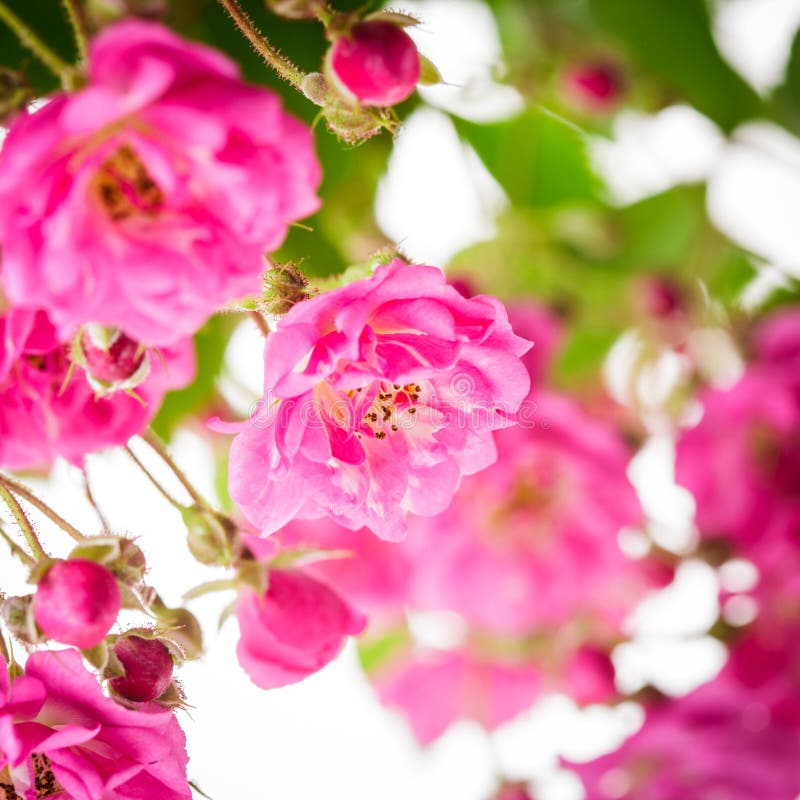 Pink rose bush stock image. Image of frame, beautiful - 31466805