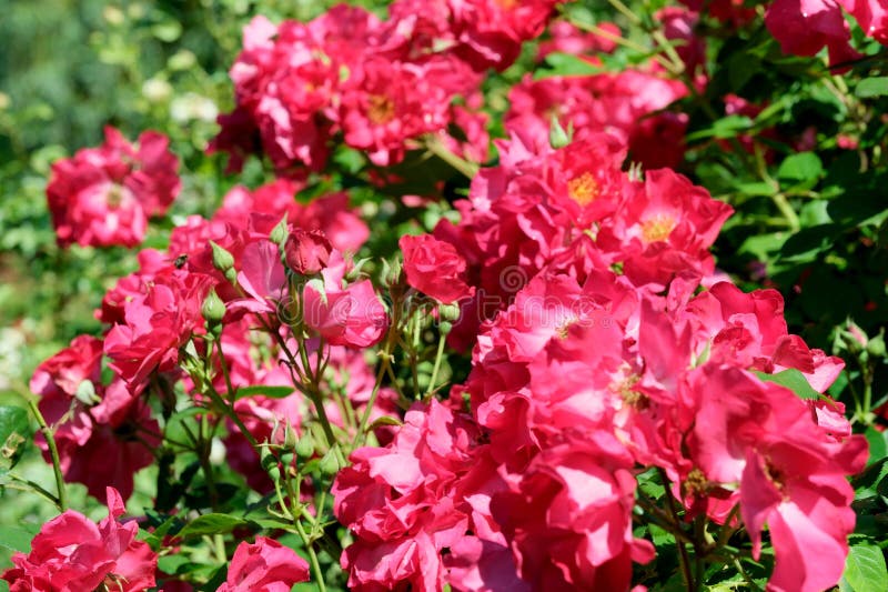 Pink Rose Bush in Full Bloom Stock Photo - Image of colorful, bush ...