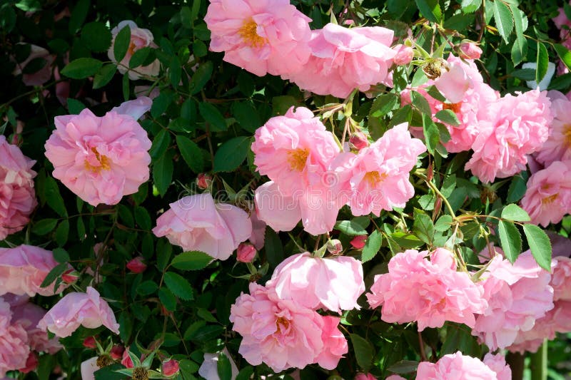 Pink Rose Bush in Full Bloom Stock Photo - Image of bush, roses: 320674552