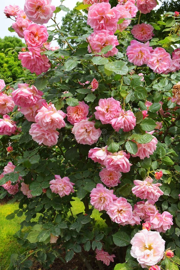Pink rose bush in garden stock image. Image of floral - 178914025
