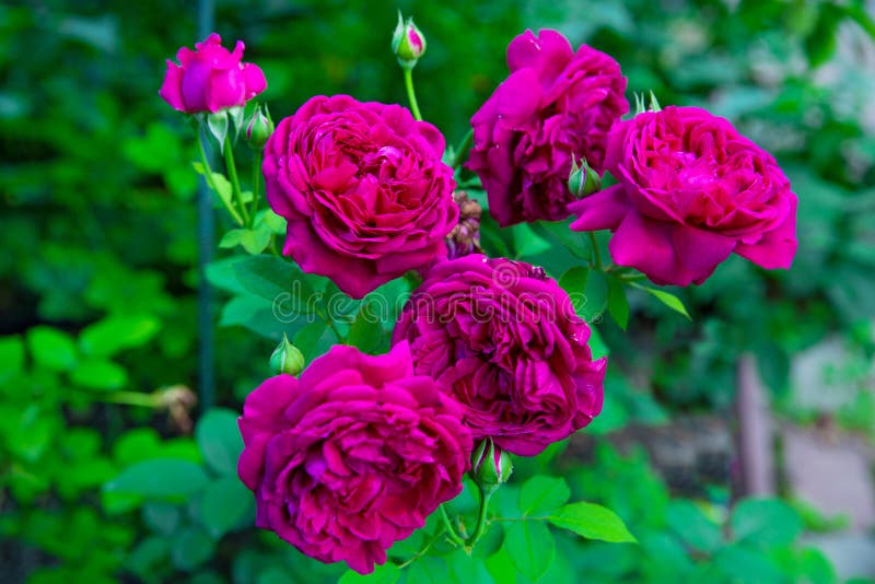 Pink Rose Bush in the Garden, Bright Vivid Colors Stock Image - Image ...