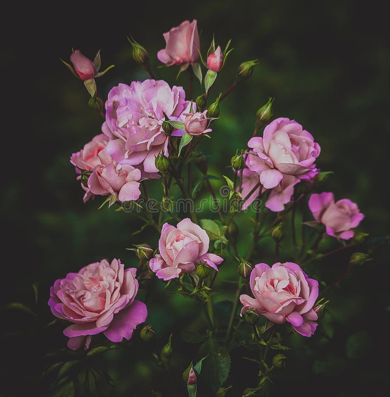 Pink Rose Bush in the Garden Outdoors Stock Image - Image of focus ...