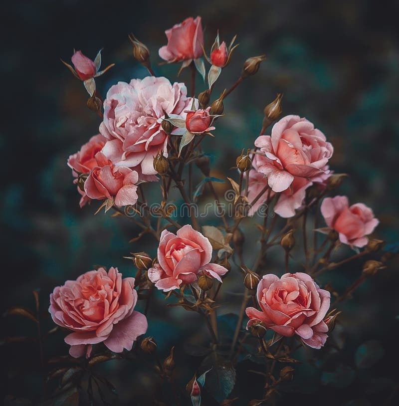 Pink rose bush stock image. Image of indoors, outdoor - 89761481