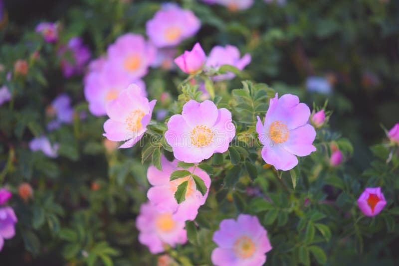 Wild rose stock image. Image of leaf, life, blossom, natural - 14314193