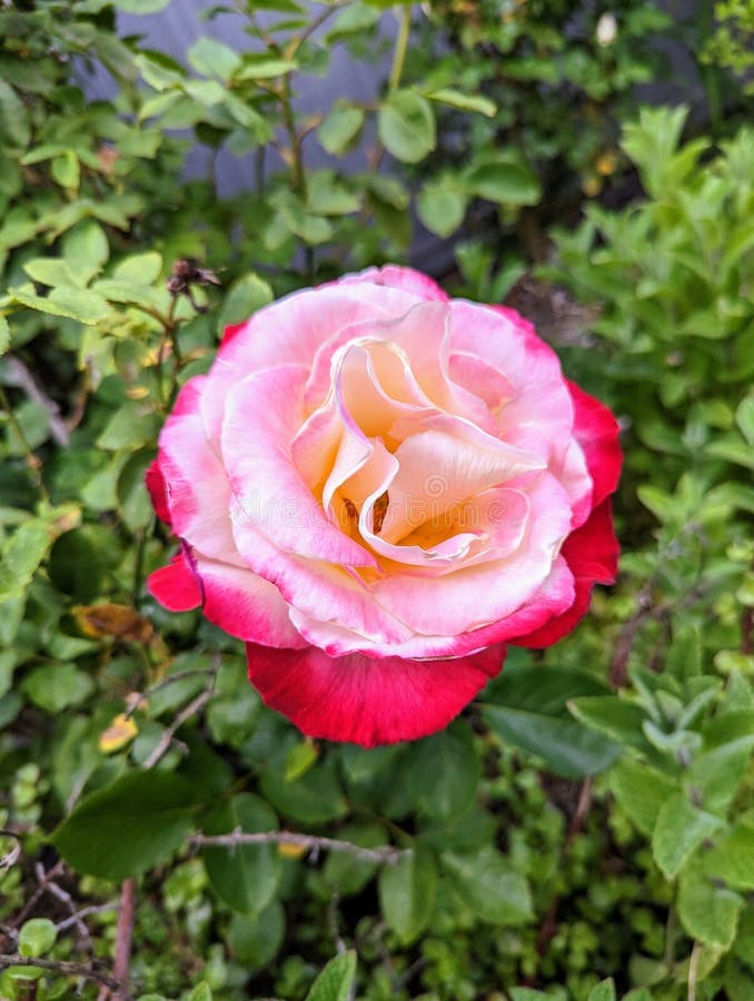 Pink Rose on a Bush Outside Stock Photo - Image of outside, shrub ...
