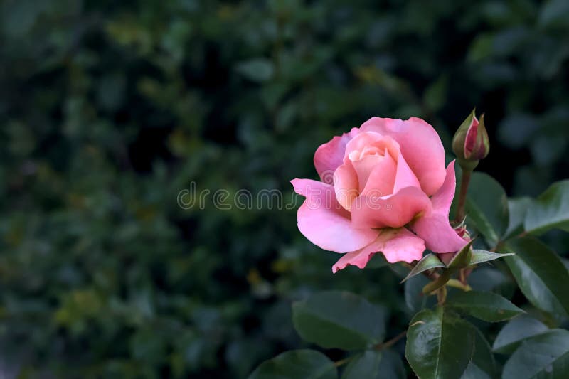 Pink Rose in a Bush Seen Up Close Stock Photo - Image of beauty, bright ...