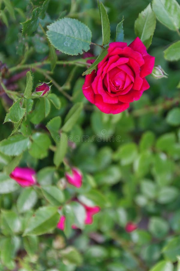 Pink Rose on a Bush, Top View Stock Photo - Image of closeup, natural ...