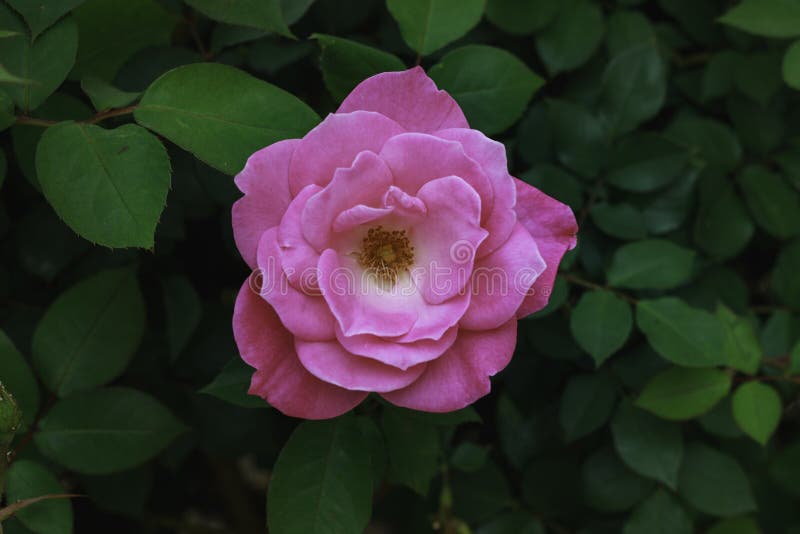 Pink Rose on a Bush. Wallpaper. Stock Image - Image of background ...