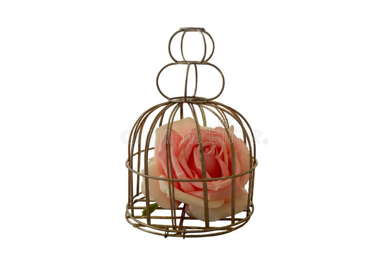 Pink rose stock image. Image of flora, petal, birdcage - 185204809