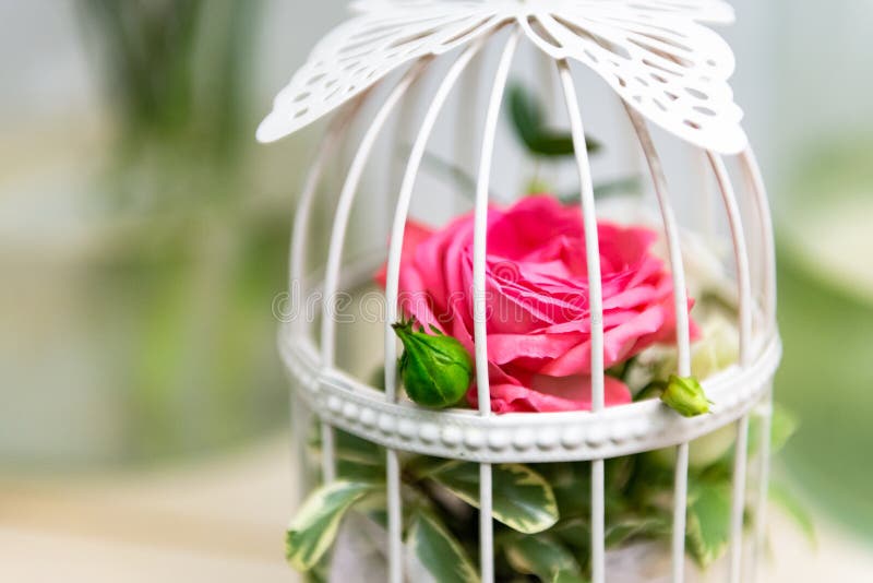 1,768 Rose Cage Stock Photos - Free & Royalty-Free Stock Photos from ...