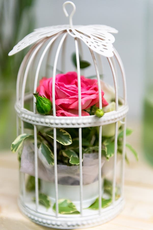 Pink rose in a cage. stock image. Image of decorative - 205479955