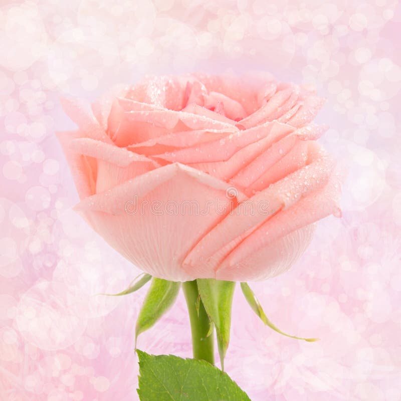Pink rose card stock photo. Image of fresh, bouquet, love - 28741362