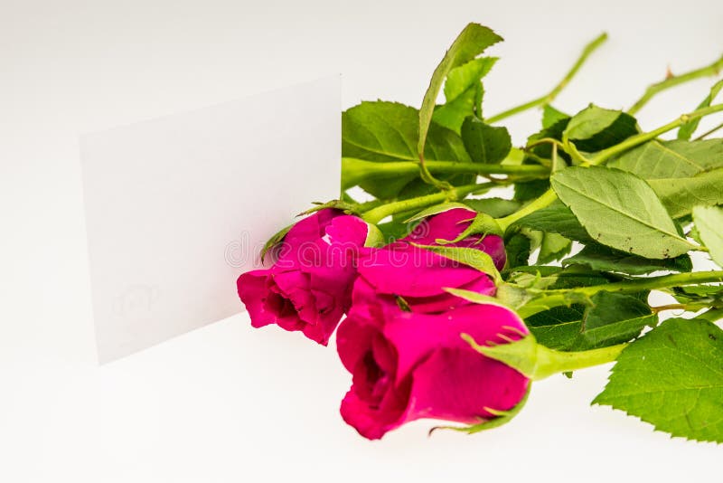 Pink Rose with Card on White Stock Photo - Image of bunch, anniversary ...