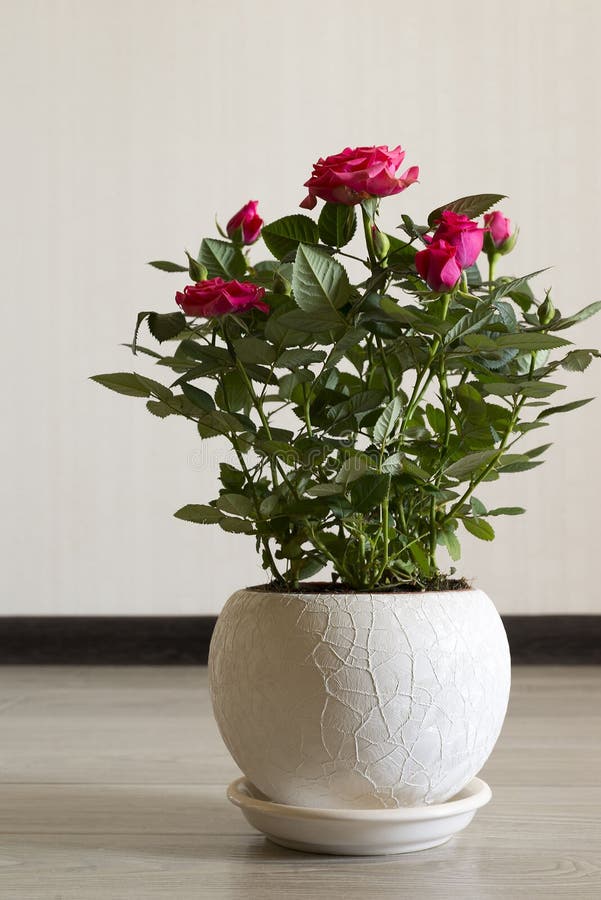 Pink Rose on a Ceramic Pot in Room Stock Image - Image of gift, pink ...