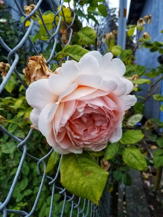 Pink Rose Chainlink Stock Photos - Free & Royalty-Free Stock Photos ...