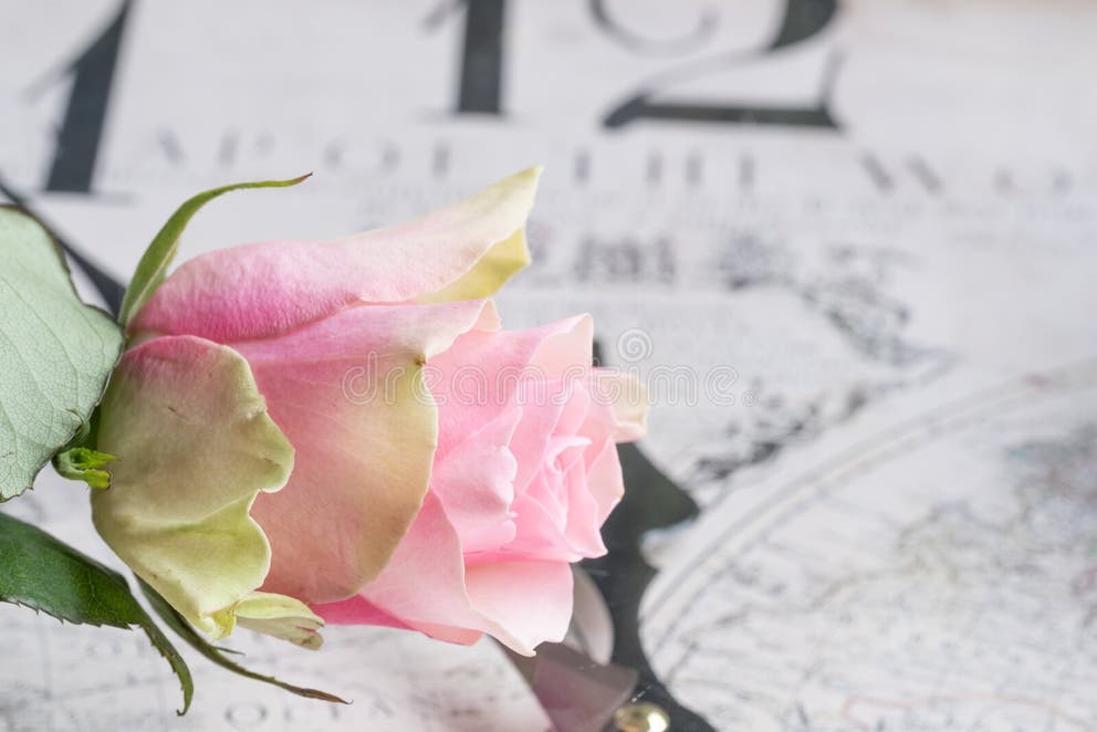 Pink Rose on a Clock Face, Clock Hands Stock Image - Image of card ...