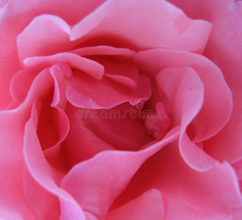Pink rose close-up stock image. Image of petal, love, nature - 2442095
