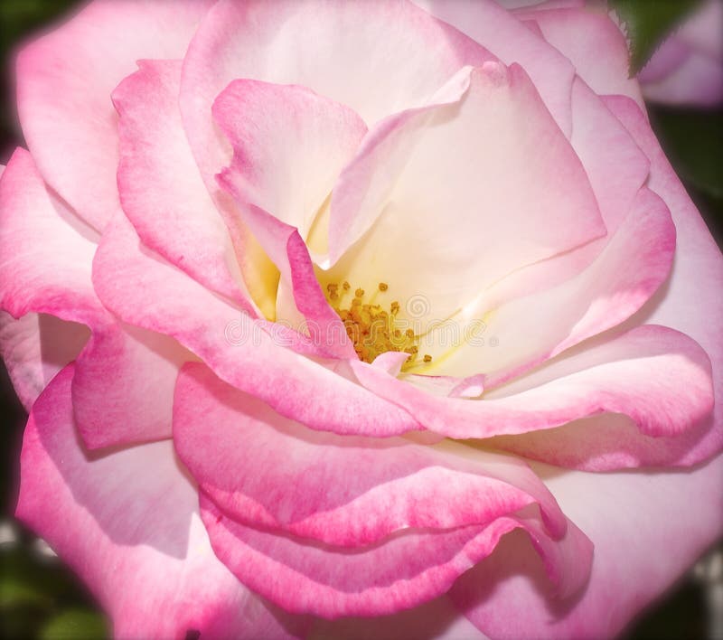 Erotic rose flower stock photo. Image of beauty, genital - 94315660