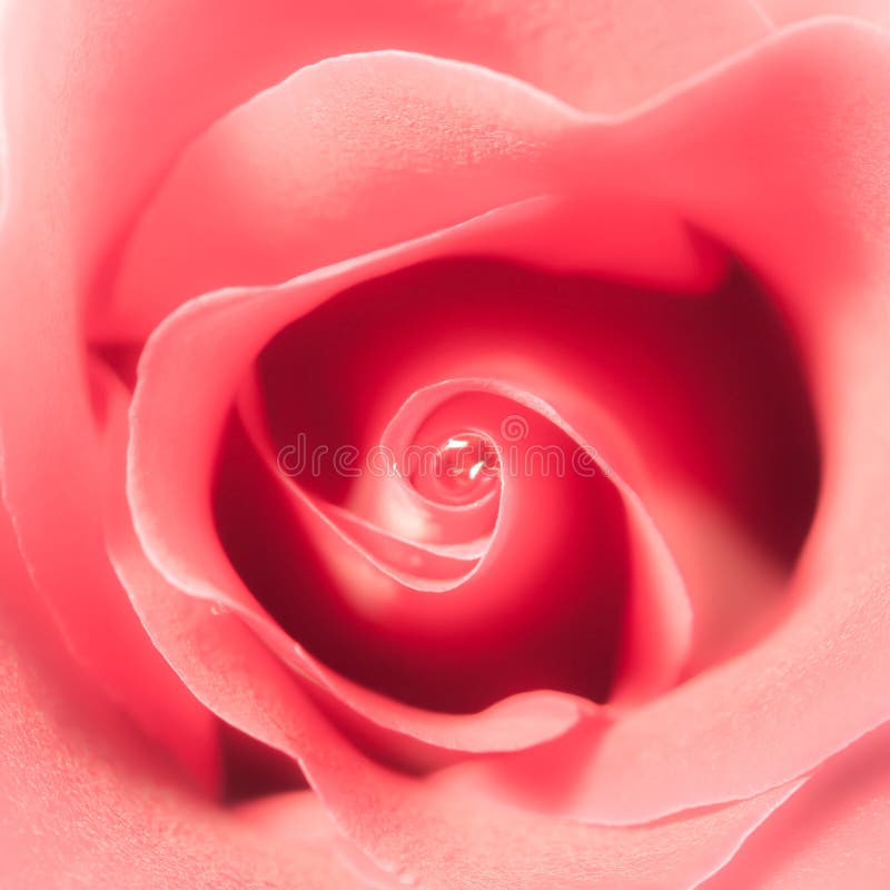 Pink rose close up stock image. Image of bouquet, blossom - 59207633