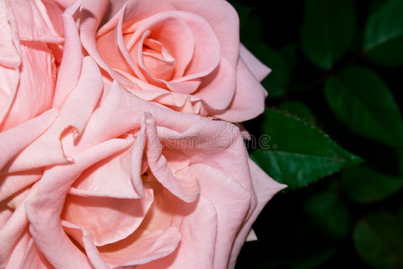 Pink Rose Close-up and Green Leavs Stock Photo - Image of love, color ...