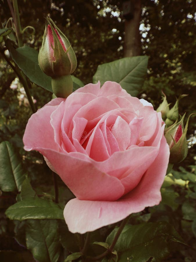 Pink rose close-up stock photo. Image of romance, close - 327970826
