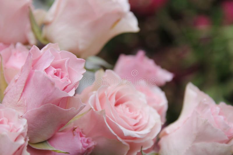 Pink Rose Close Up Outdoors at Wedding Stock Photo - Image of petals ...