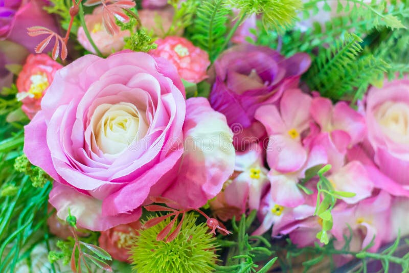 Pink Rose stock image. Image of group, flowers, colour - 84545035