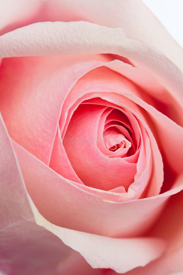 Pink Rose stock photo. Image of plant, romantic, single - 30668574