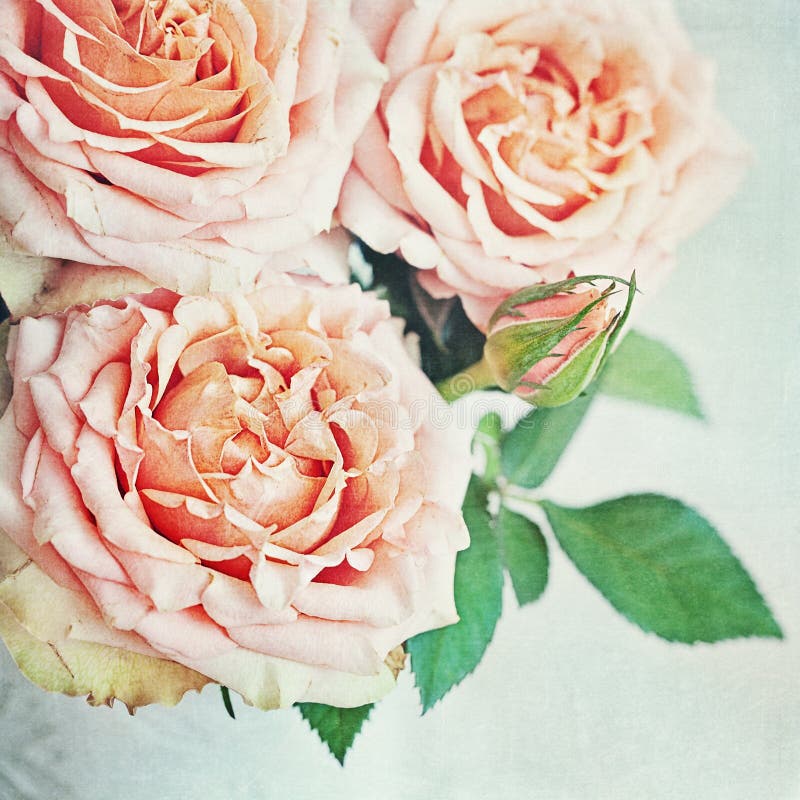 Vintage Card with Pink Roses Stock Image - Image of flower, bouquet ...