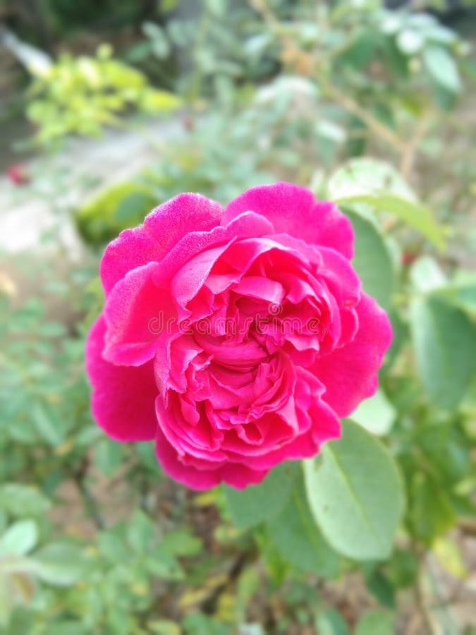 Red Rose Closed and Open Buds on Green Leaves Background Stock Image ...