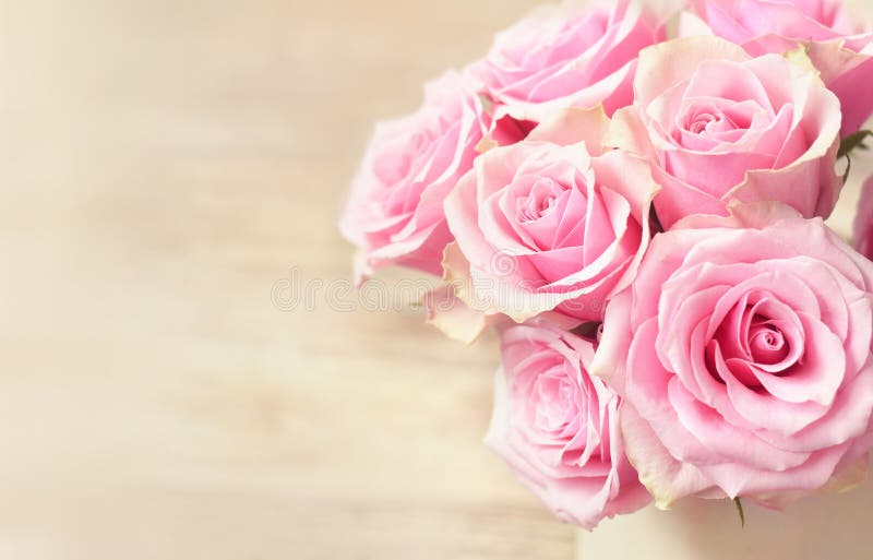 Pink Roses Vintage Style Closed Up Flower Buds and Petals Stock Image ...