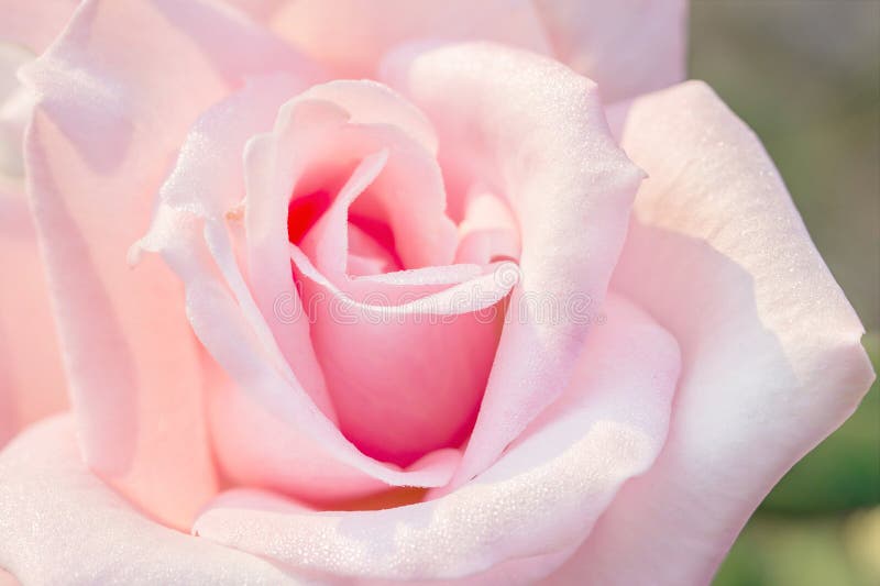 Pink Rose Upclose Stock Photos - Free & Royalty-Free Stock Photos from ...