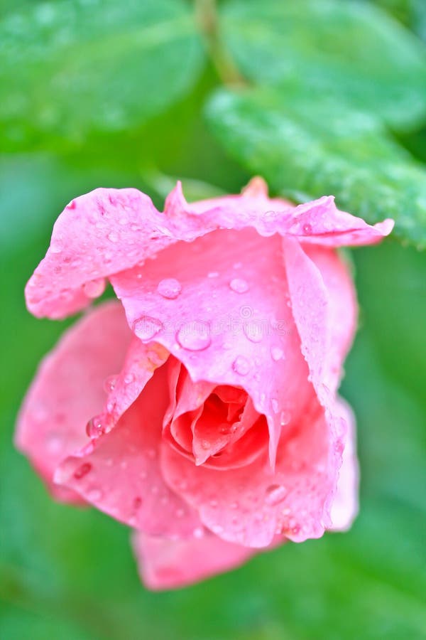 Pink rose stock photo. Image of bunch, gardening, flower - 35651124