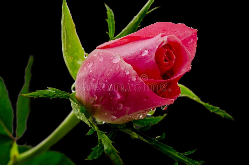 Red Rose and Black Zen Massage Stone on Blue and White Rolled To Stock ...