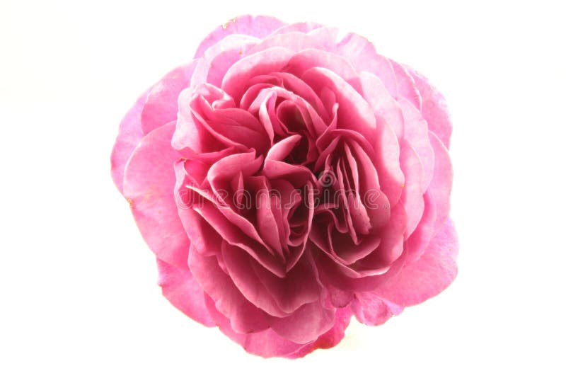 Pink rose stock image. Image of macro, rose, purple, klum - 73782249