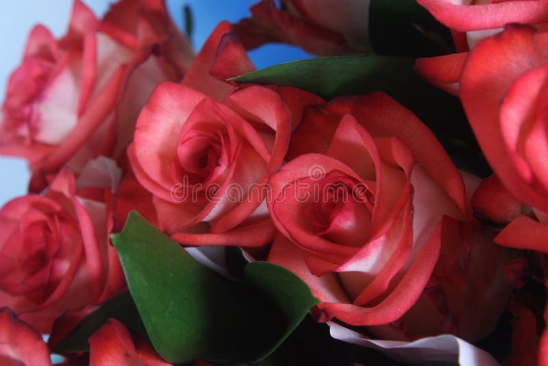 Pink Rose Closeup Outdoors at Wedding Event Stock Image - Image of ...