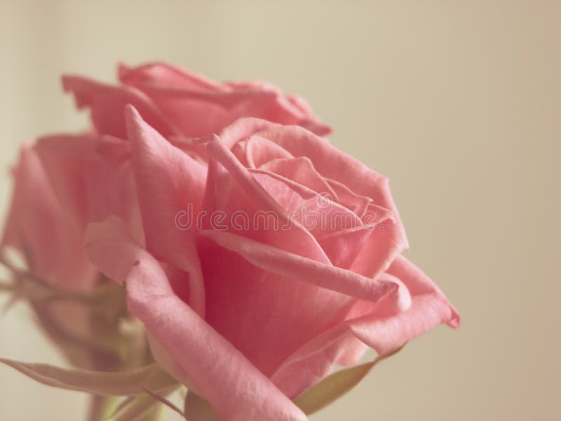 Congratulations stock photo. Image of closeup, graduation - 35425510