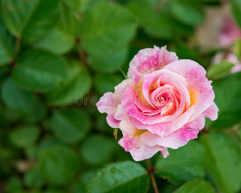 Pink Rose Closeup with Water Drops after Summer Rain Stock Photo ...