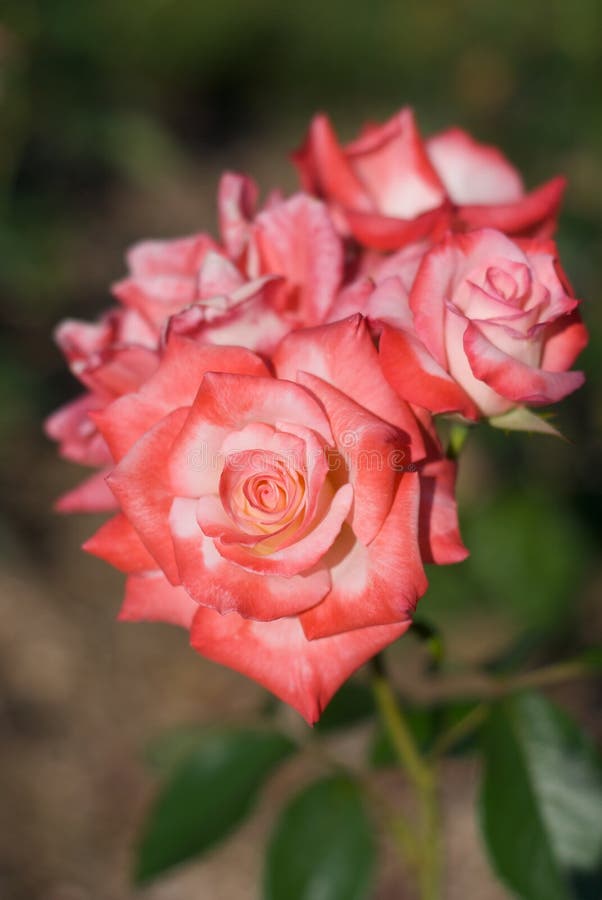 Pink Rose Cluster stock photo. Image of outdoors, outside - 14775280