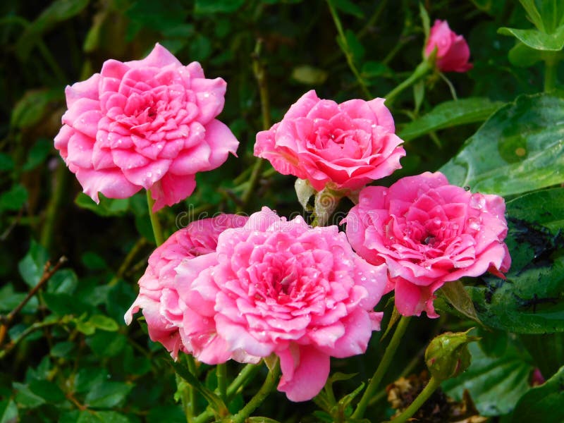 Pink Rose Cluster stock photo. Image of outdoors, outside - 14775280