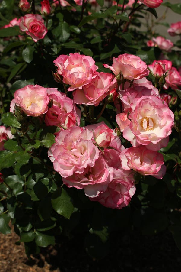 Pink rose cluster stock image. Image of park, plant, bush - 54782695