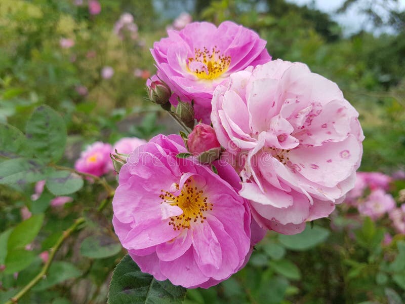 Pink Rose stock photo. Image of rose, pink, tiny, cluster - 104905068