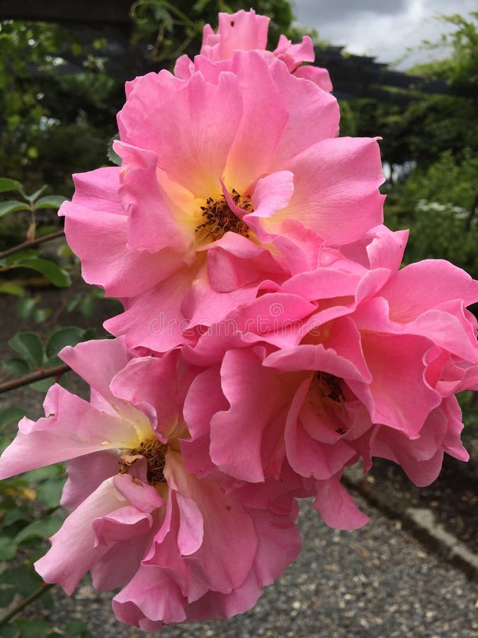 Pink rose cluster stock photo. Image of blooming, roses - 72816026