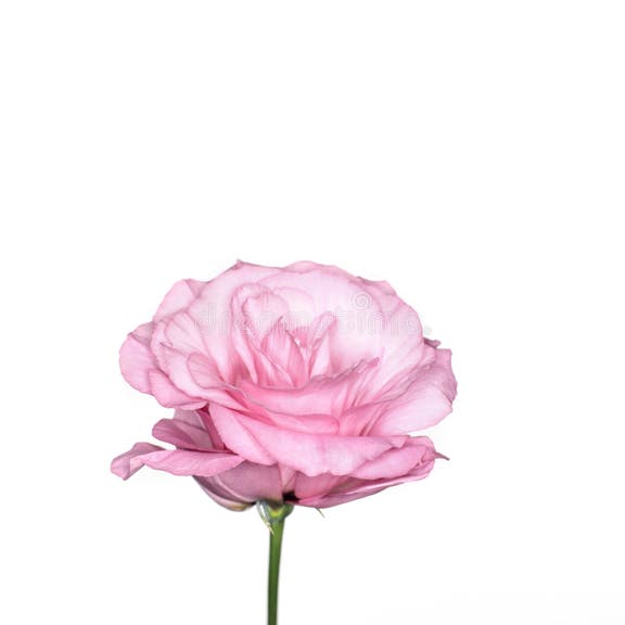 Pink Rose. Conceptual Image Stock Photo - Image of bloom, bright: 186540110